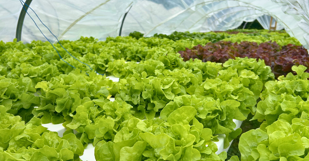 Precision Behind the Produce: Inside Liberty Growers’ Hydroponic Farm ...