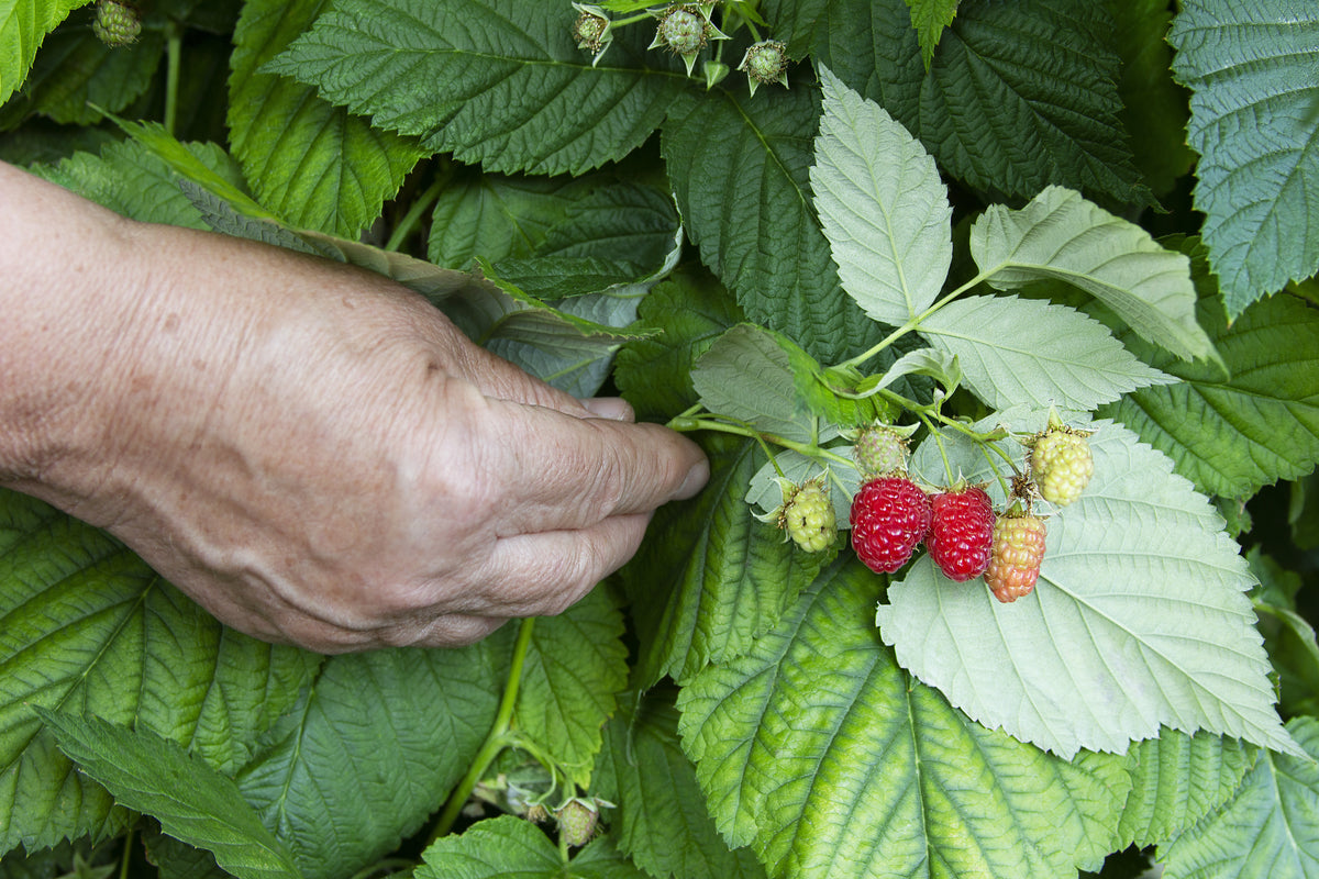 How to identify magnesium deficiency in plants – Bluelab USA